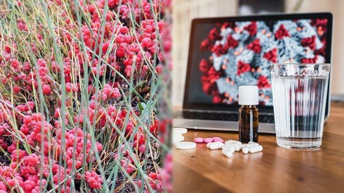 Apa Itu Ephedra? Bahan Obat-obatan China untuk Covid-19 yang Disetop ...