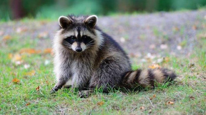 Asal-Usul Covid-19, DNA Anjing Rakun Berbaur dengan Virus Corona di ...