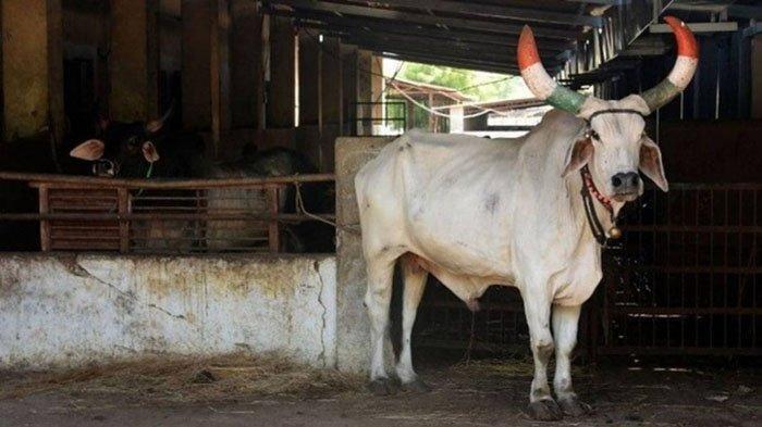 Sapi Ini Dianggap Dewa, Upacara Kematiannya Dihadiri 3 Ribu Warga Desa ...