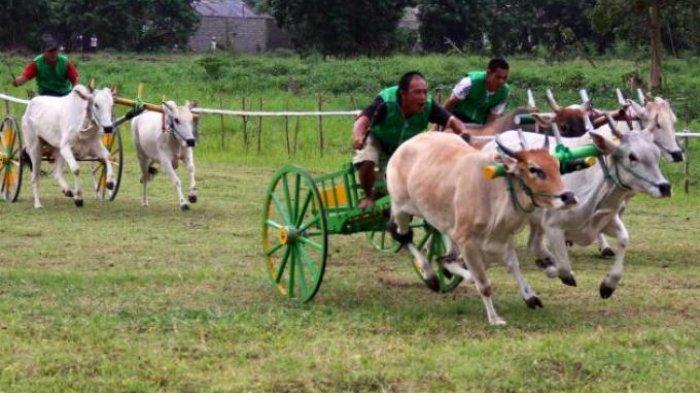 Begini Tradisi Warga Kabupaten Minahasa Utara Sebelum Menggelar Lomba ...