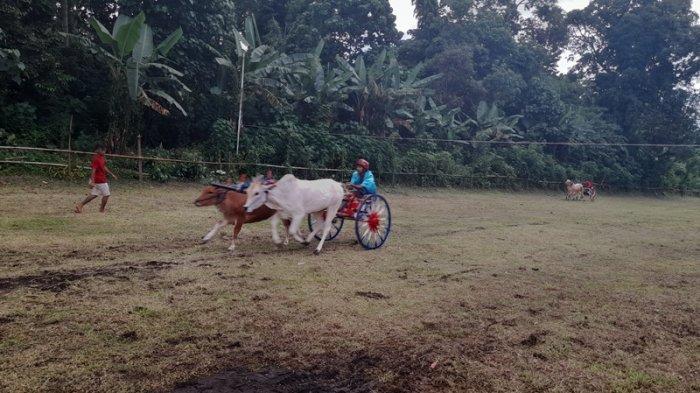 Tradisi Balapan Sapi di Minut, Sebelum Pertandingan Sapi Diberi Minuman ...