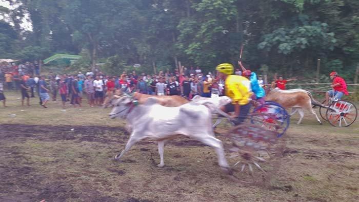 Balap Sapi Tradisional di Minut, Fabian Kaloh: Lebih Tua Dari Karapan ...