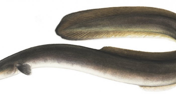 Ikan 'Sogili' Akan Dijadikan Kuliner Khas Desa Bukaka - Tribunmanado.co.id