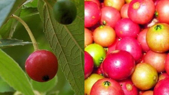 Harganya Hampir Capai Setengah Juta per Kilo, Ini Manfaat Buah Ceri ...