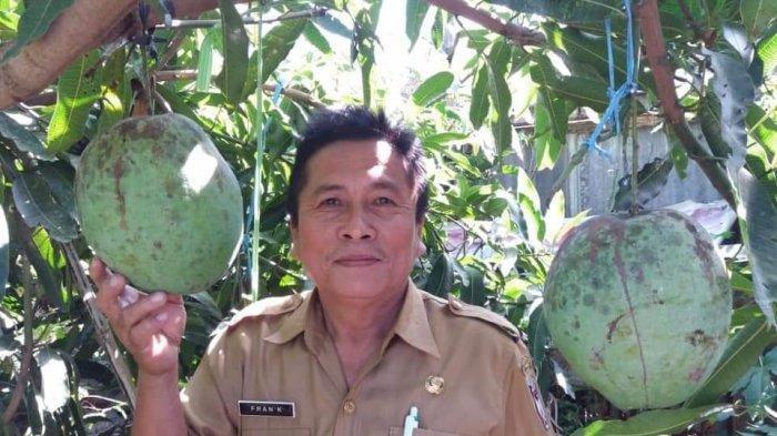 VIRAL Mangga Jumbo Tumbuh di Tanah Minahasa, Beratnya Capai 2 Kg ...