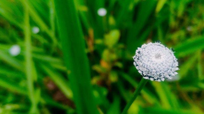Apa Itu Edelweis Rawa? Viral Lahan Perkebunan Rusak Parah Akibat Event ...