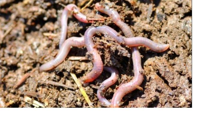 Arti Mimpi Tentang Cacing Putih, Dianggap Jadi Pertanda Buruk, Berikut ...