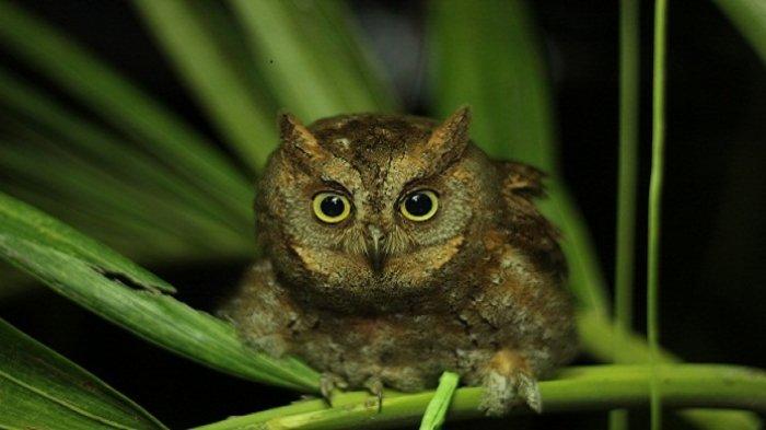 Burung Hantu Celepuk