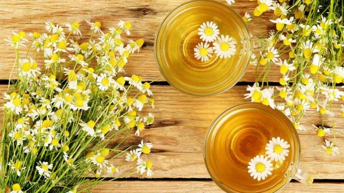 Dikenal Sebagai Bunga Liar, Ini 4 Manfaat Chamomile yang Belum Banyak ...