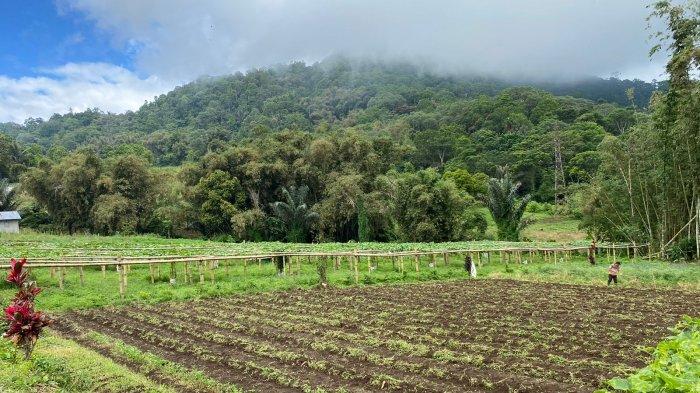 Masuk Musim Hujan, Petani di Rurukan Tomohon Sulawesi Utara Ngaku ...