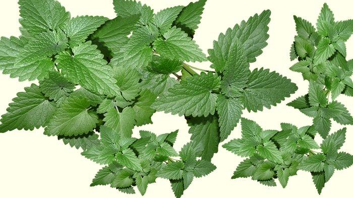 Daun Mint Mulai Layu? Ini 5 Cara Merawat Tanaman Mint Agar Tetap Sehat ...