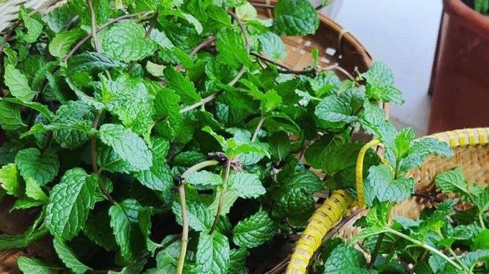 Tumbuh di Alam Liar, Beginilah Ciri-ciri Tumbuhan Daun Mint yang Kaya ...