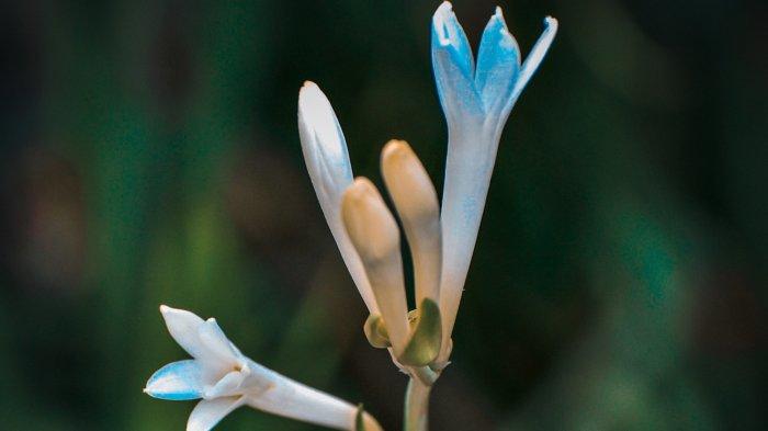 Jadi Lambang Daerah, Berikut Flora Identitas Tiap Provinsi di Indonesia ...