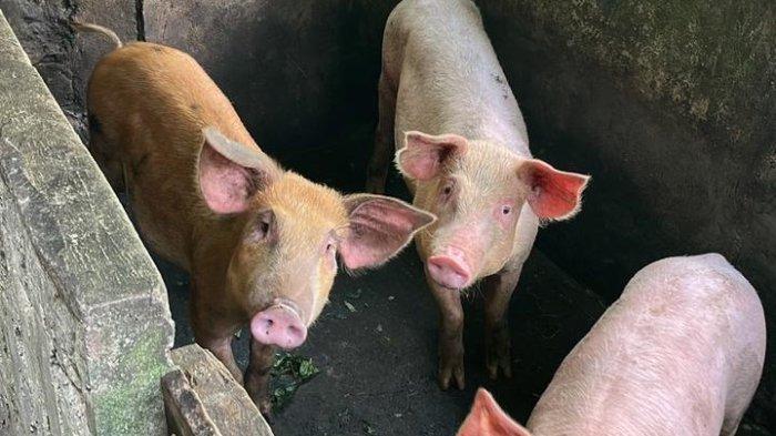 Tanda-tanda Babi Terkena Virus ASF dan Cara Aman Penanganannya ...