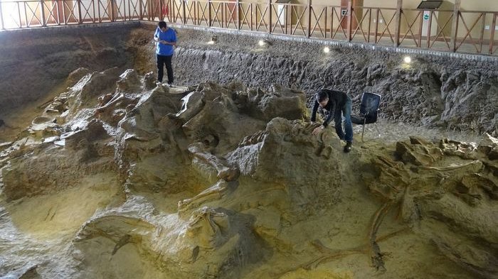 Selama ini Dianggap Mitos, Naga Ini Ditemukan dalam Bentuk Fosil di ...