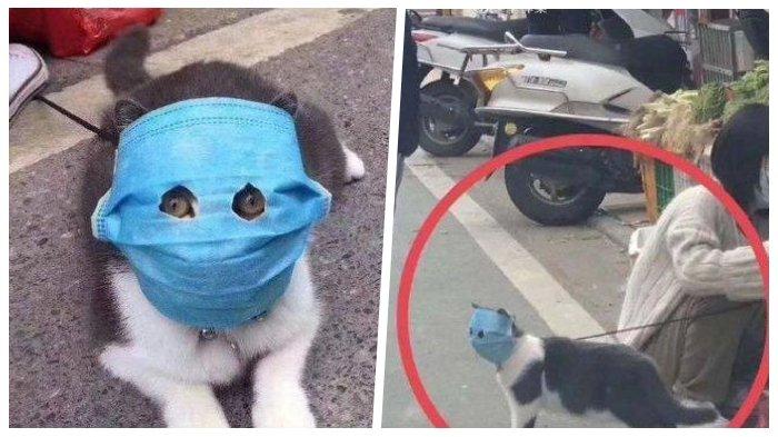Foto Kucing Pakai Masker di Tengah Wabah Virus Corona Jadi Viral ...