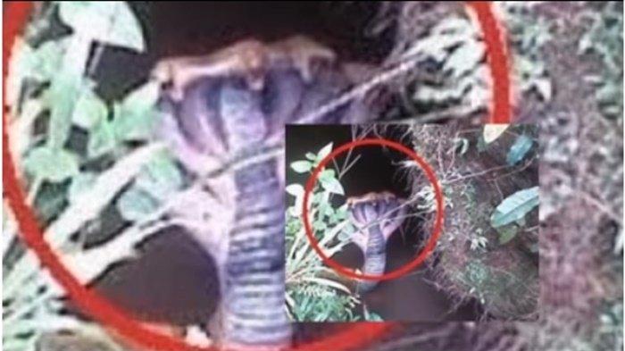 Viral Ular Berkepala 7 Ditemukan Dekat Kuil, Hebohkan Warga, Diyakini ...