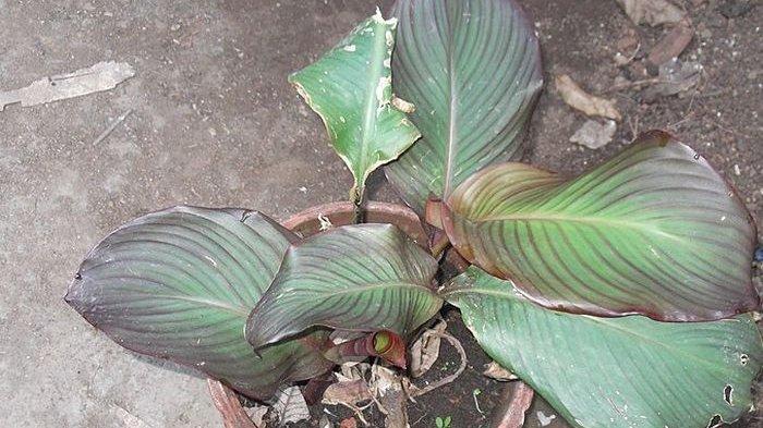 Sederet Manfaat Ganyong, Bisa untuk Obat hingga Bahan Baku Mie ...