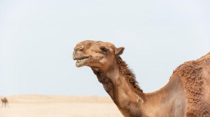 Susu Unta Diminum di Makkah, Dipercaya Memiliki Khasiat - Tribunmanado ...