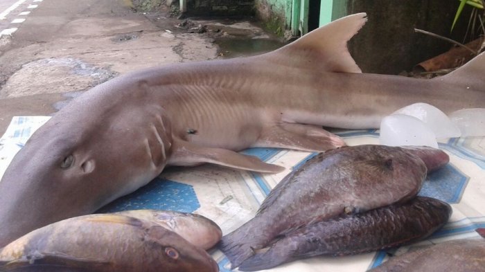 Duh Maknyus! Cara Masak Ikan Hiu Bisa 'Woku' atau Bumbu RW, Ini Tips ...