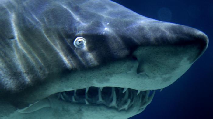 Inilah 7 Mitos Ikan Hiu yang Tak Terbukti Kebenarannya, Salah Satu ...