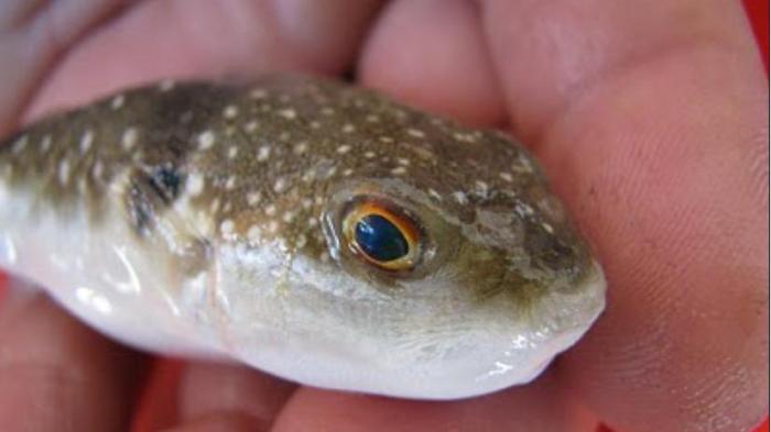 Ikan Ini Lucu, Tapi Bisa Mematikan Jika Dimakan - Tribunmanado.co.id