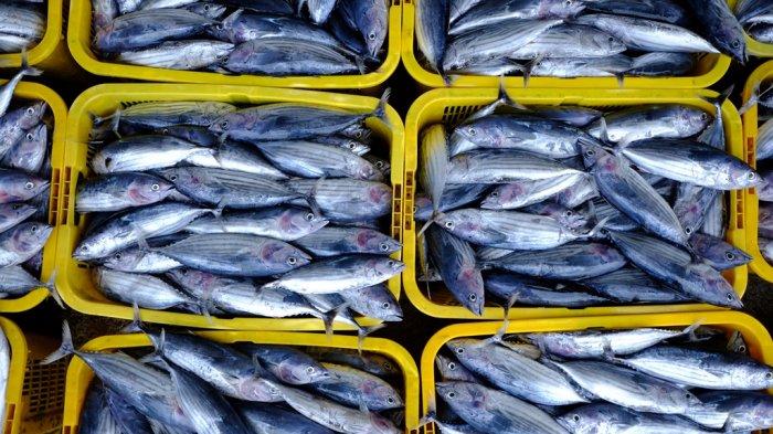 Harga Ikan Cakalang dan Malalugis di Manado Naik - Tribunmanado.co.id