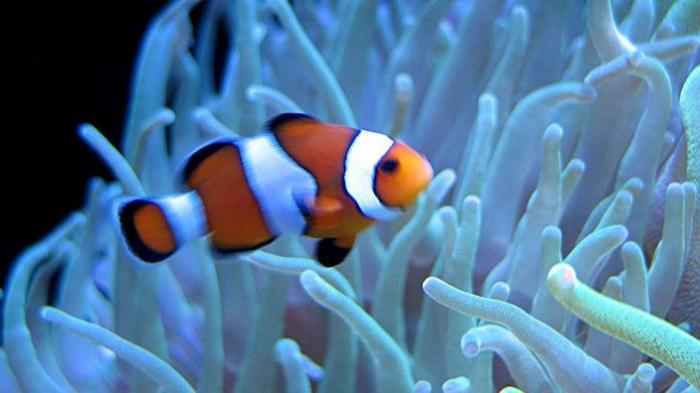 Kata Ilmuwan, Ada yang Salah pada Film 'Finding Nemo' - Tribunmanado.co.id
