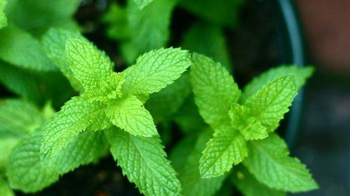 Ini Manfaat Daun Mint, Ternyata Bisa Jaga Kesehatan Tubuh dan Kulit ...