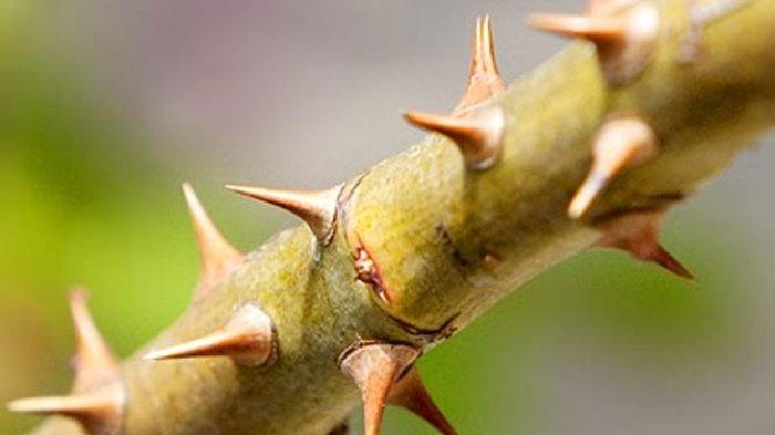 5 Arti Mimpi Tentang Duri, Pertanda Baik atau Buruk Ini Tafsiran ...