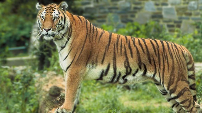 Berikut 6 Jenis Harimau yang Tersisa di Dunia - Tribunmanado.co.id