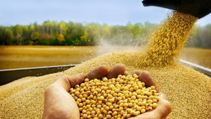 Bisa Turunkan Kolesterol, Berikut Beberapa Ragam Makanan Kaya ...