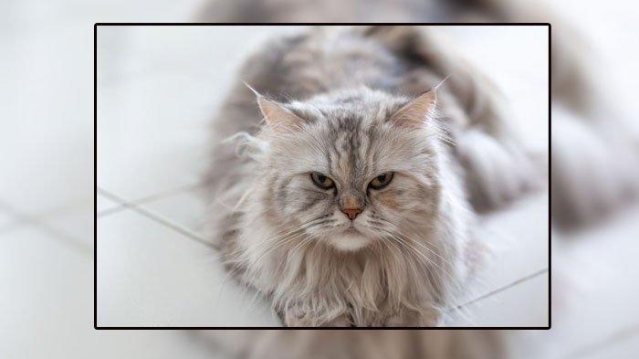 Ini 15 Hal yang Sangat Dibenci Kucing, Diantaranya Ditatap dan Terlalu ...