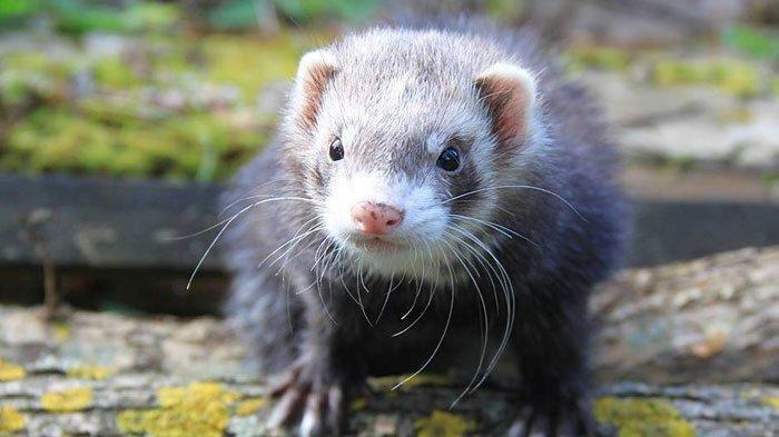 Arti Mimpi Tentang Musang, Bisa Jadi Pertanda Baik Maupun Buruk, Ini ...