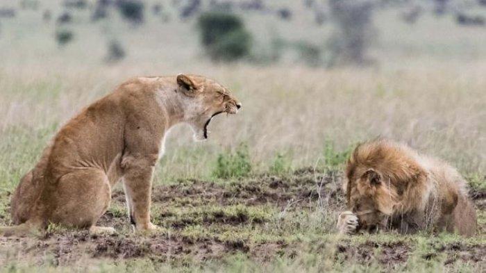 Bertarung Hebat Melawan Singa, Wajah Luka-luka, Pelari Ini Berhasil ...