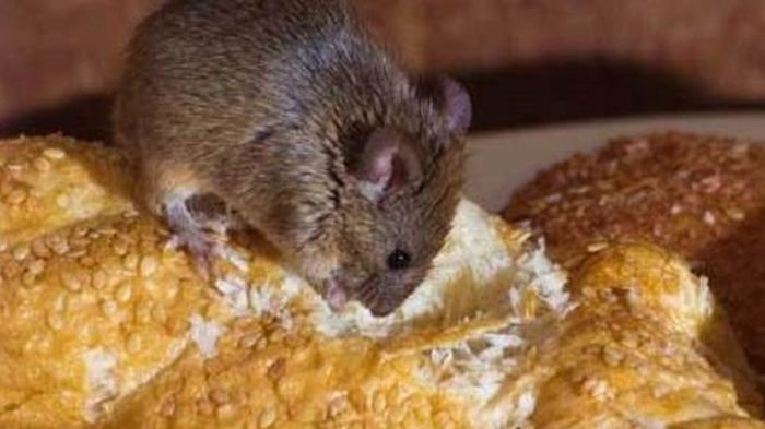 Tikus Got Gigit Bayi 40 Hari hingga Berdarah saat Ibunya ke Kamar Mandi ...