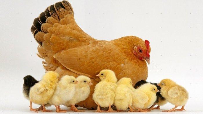 Penelitian Terbaru Asal-usul Ayam Pertama di Dunia Ternyata di Wilayah ...