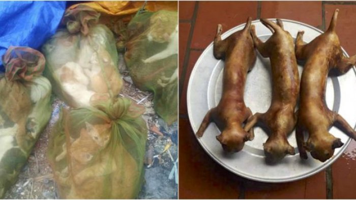 Terungkap! Pasar Daging Kucing di Vietnam, Saat Hewan Lucu Dibantai ...