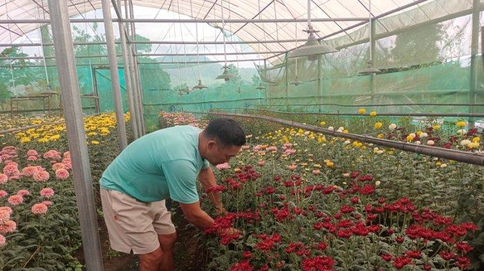 Cerita Petani Bunga Krisan yang Raup Keuntungan hingga Puluhan Juta ...