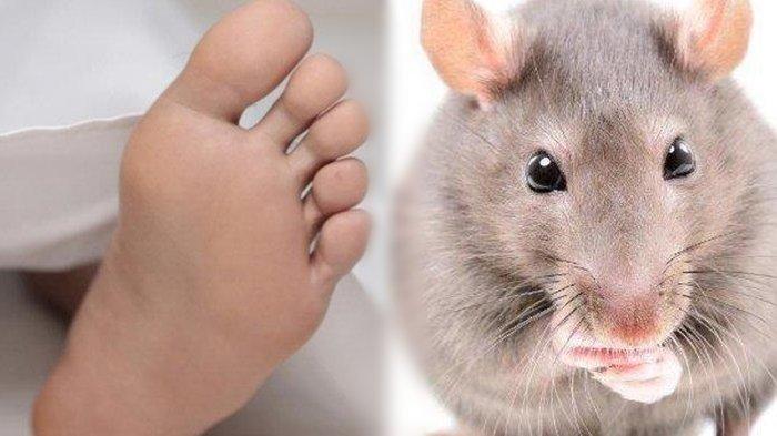 Sedang Asyik Nonton di Bioskop, Kaki Wanita Ini Digigit Tikus ...