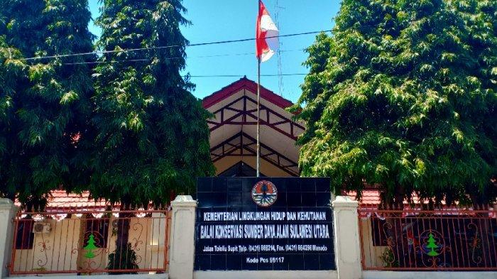 BKSDA Lakukan Ini Sebagai Upaya Pencegahan Kepunahan Yaki ...