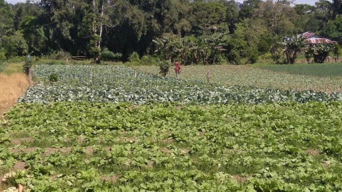 Kelurahan Rurukan ‘Negeri di Atas Awan’, Tanah Subur, Penghasil Beragam ...