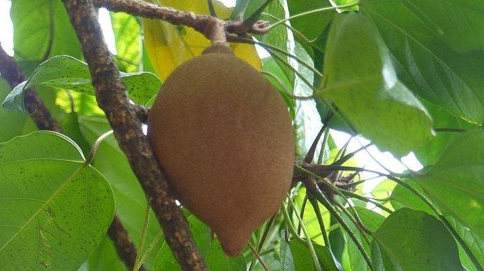 Bijinya Beracun, tapi Masyarakat Indonesia Menjadikannya Bumbu Dapur ...