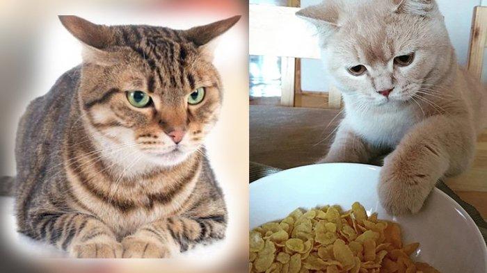 HARI Ini Diperingati Sebagai Hari Kucing Sedunia, Ini Sejarahnya ...