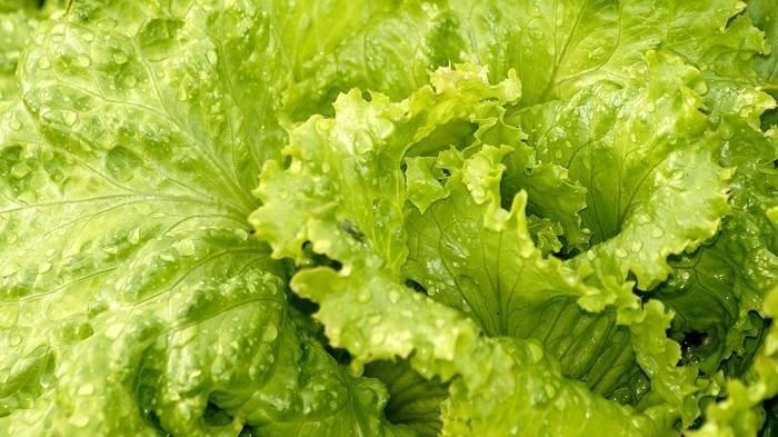 Rebus Air Masukkan Daun Selada, Lalu Campurkan dengan Teh, Kemudian ...