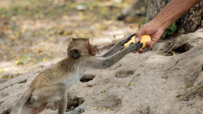 Termasuk Ordo Primata, Kenapa Manusia Tidak Punya Ekor Seperti Kera ...