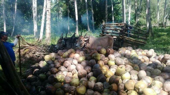Harga Kopra Rp 9.500 per Kilogram, Petani di Minsel Sulawesi Utara ...