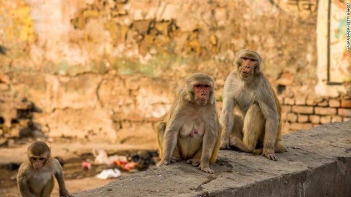Potret Monyet Mencuri Uang di India, Dua Orang Ditangkap Polisi ...