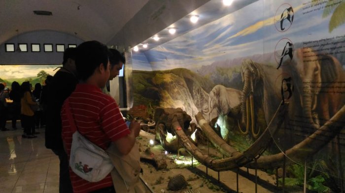 Museum Manusia Purba Sangiran Miliki Koleksi Tengkorak Homo Erectus ...