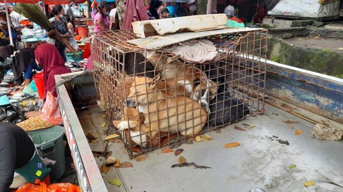 Penjualan Anjing di Pasar Airmadidi Minut Meningkat Jelang Natal, Hans ...